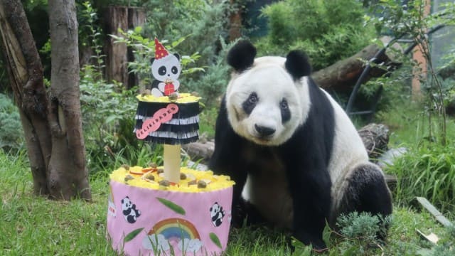 Xin Xin, única panda gigante en Latinoamérica, festeja su cumpleaños 34